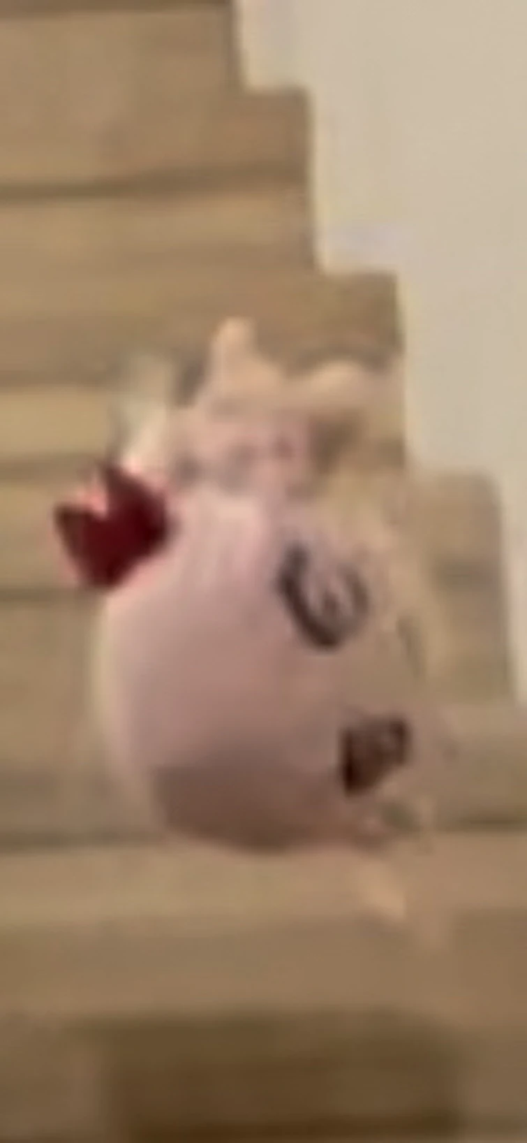 Send me cursed ProSeka images | Fandom