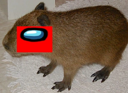 capybara more like sussybara | Fandom