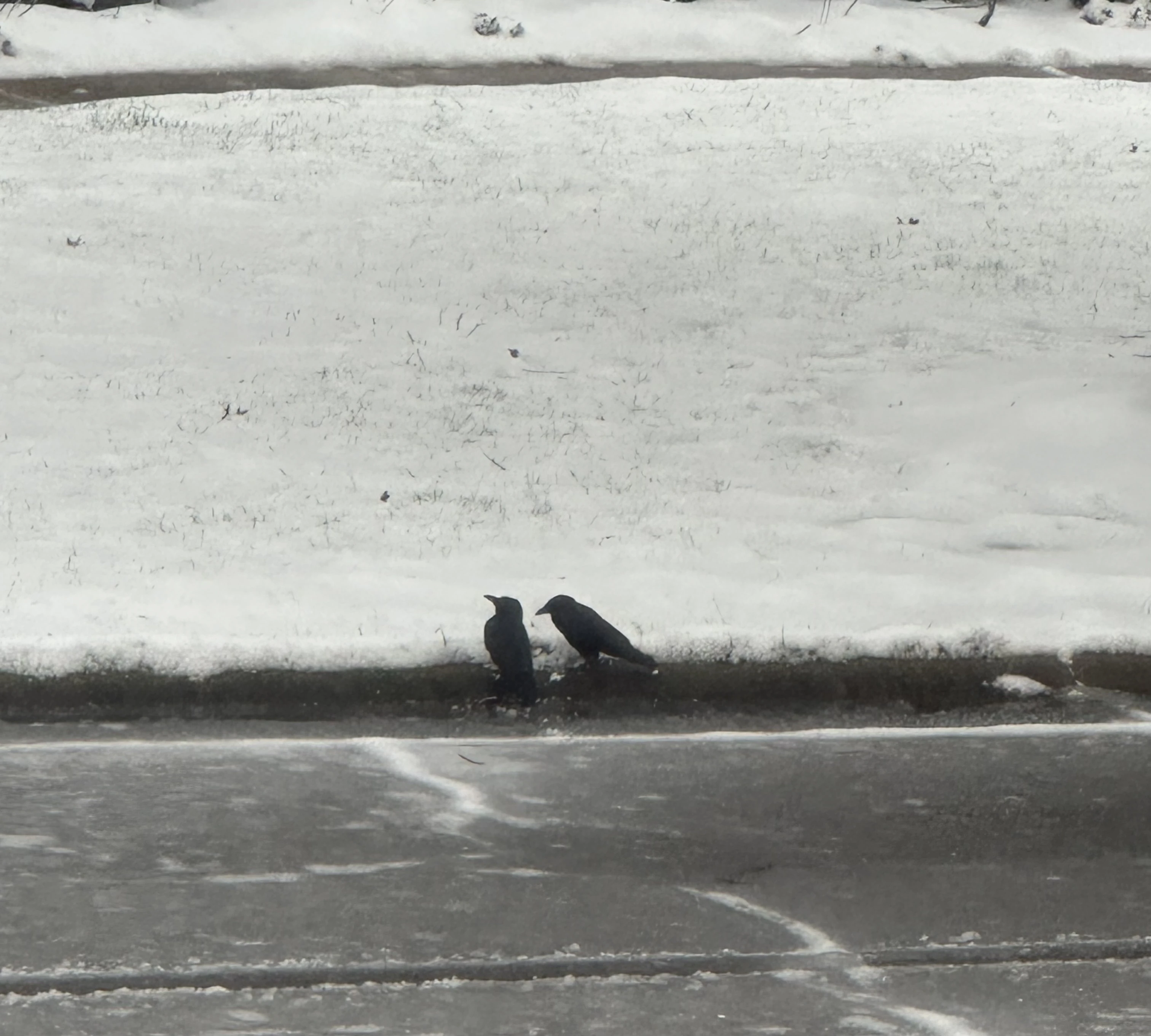 There were crow’s playing in the snow 🥺 | Fandom