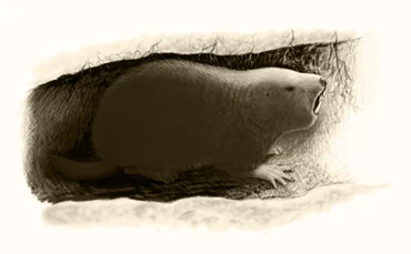 Discuss Everything About Dinopedia | Fandom