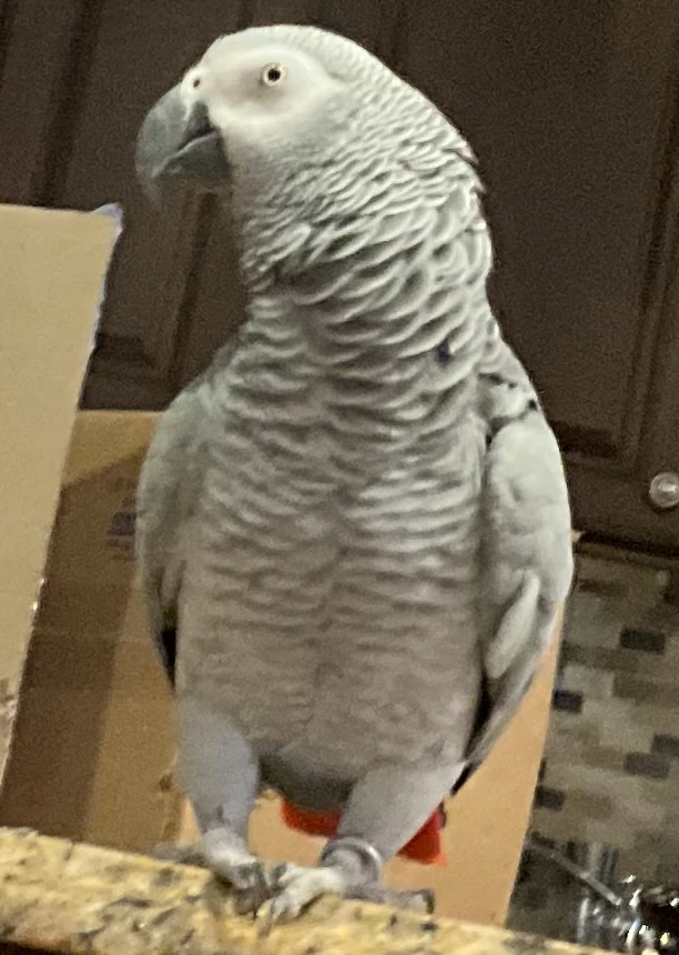 my birb 👍 | Fandom