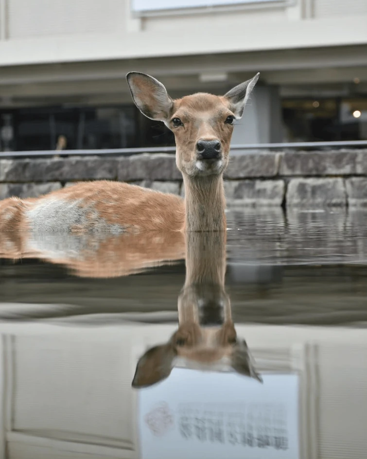 New Content Mod | Fandom