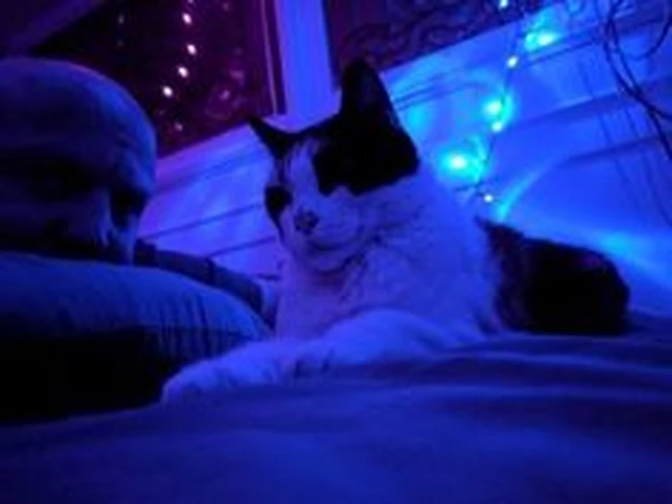 I crave Dazecore! | Fandom