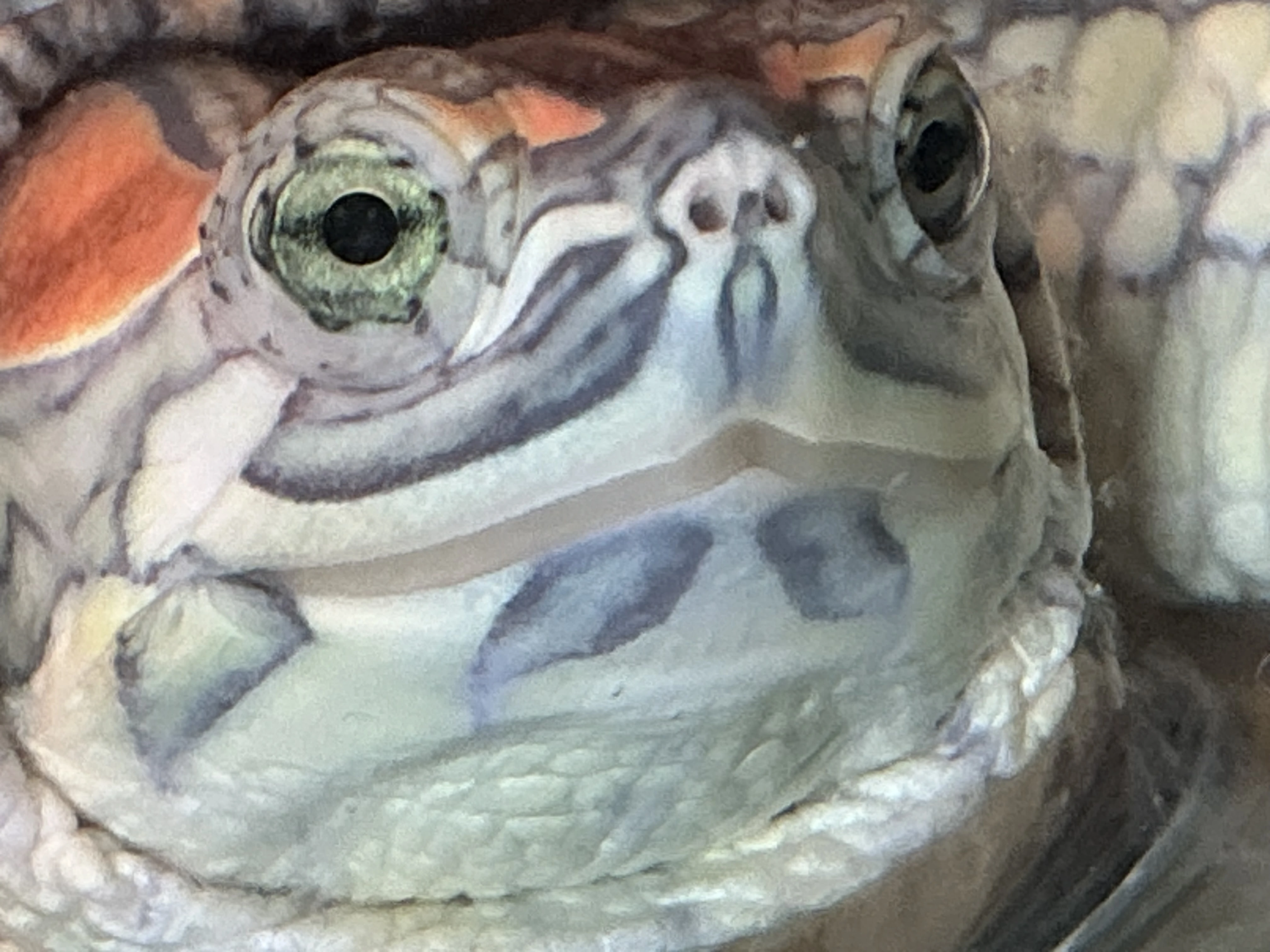 Cute pictures of my pet turtle part 1😃 | Fandom