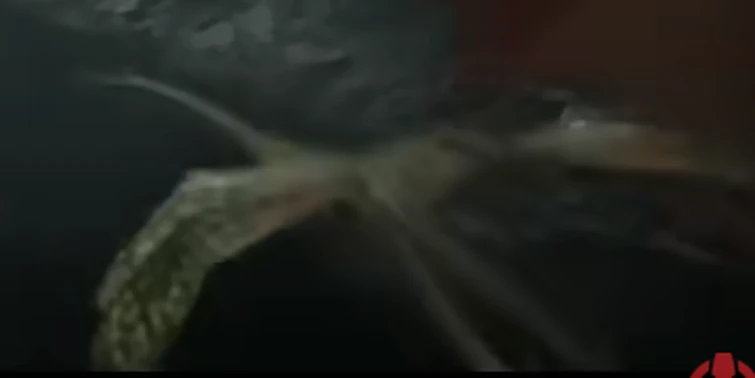 Another Night Fury?! | Fandom