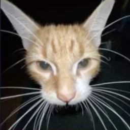 Cat Photo Dump | Fandom