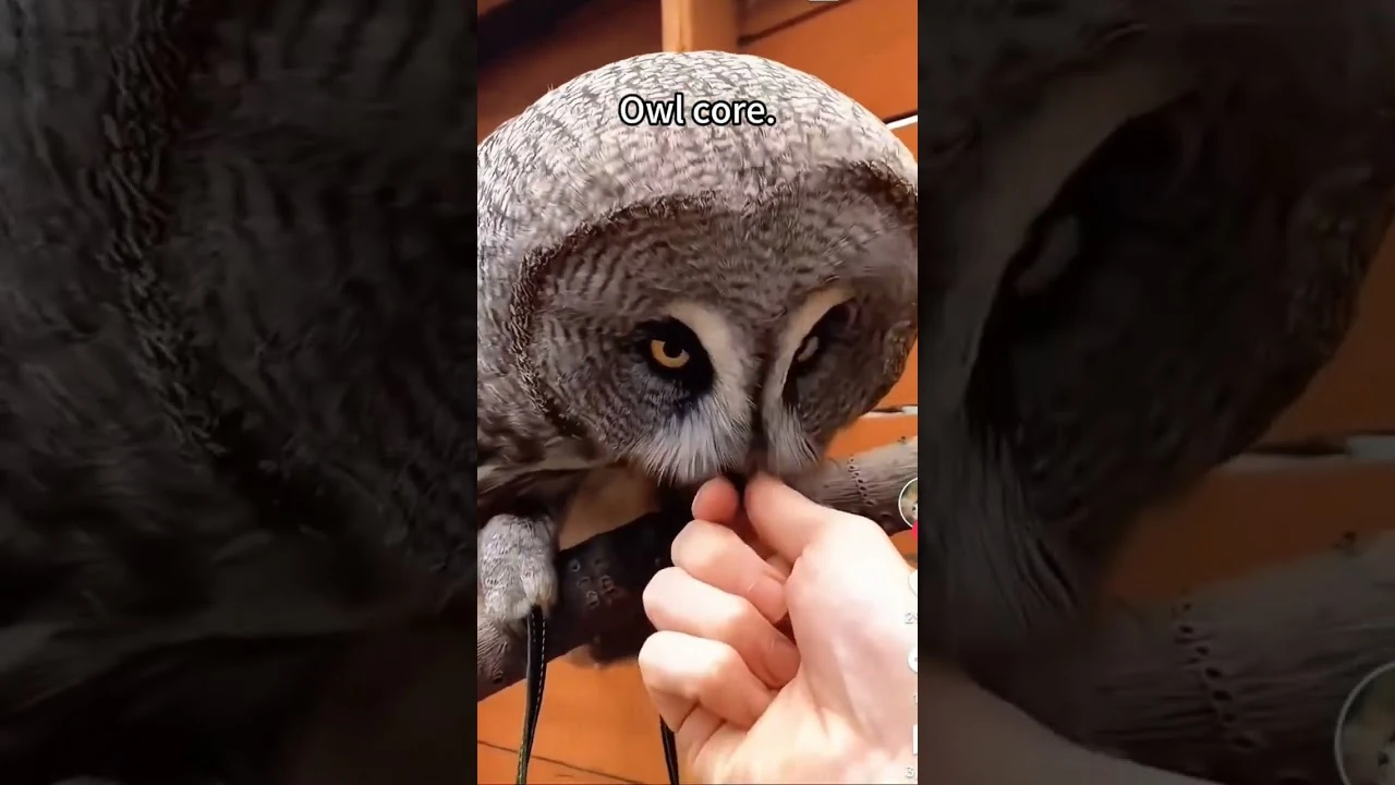 Owl core | Fandom