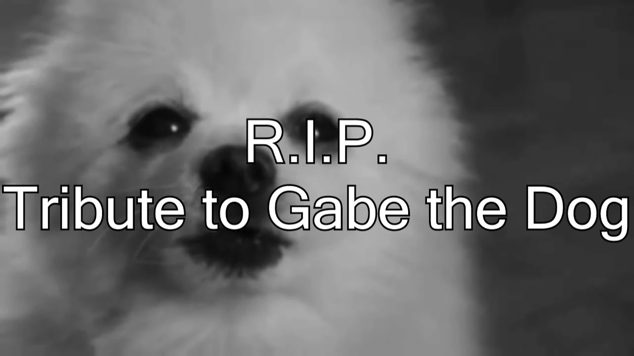 Rest in Peace, Gabe the Dog | Fandom