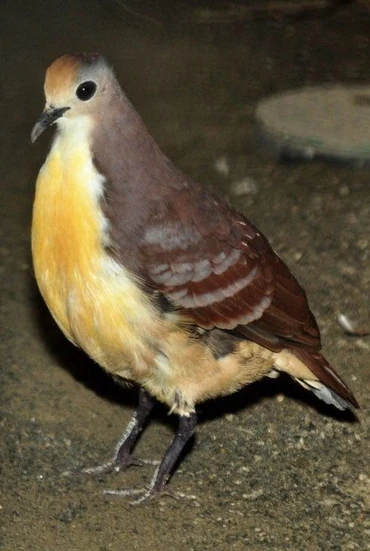 Which dove should I comm as a skin? | Fandom