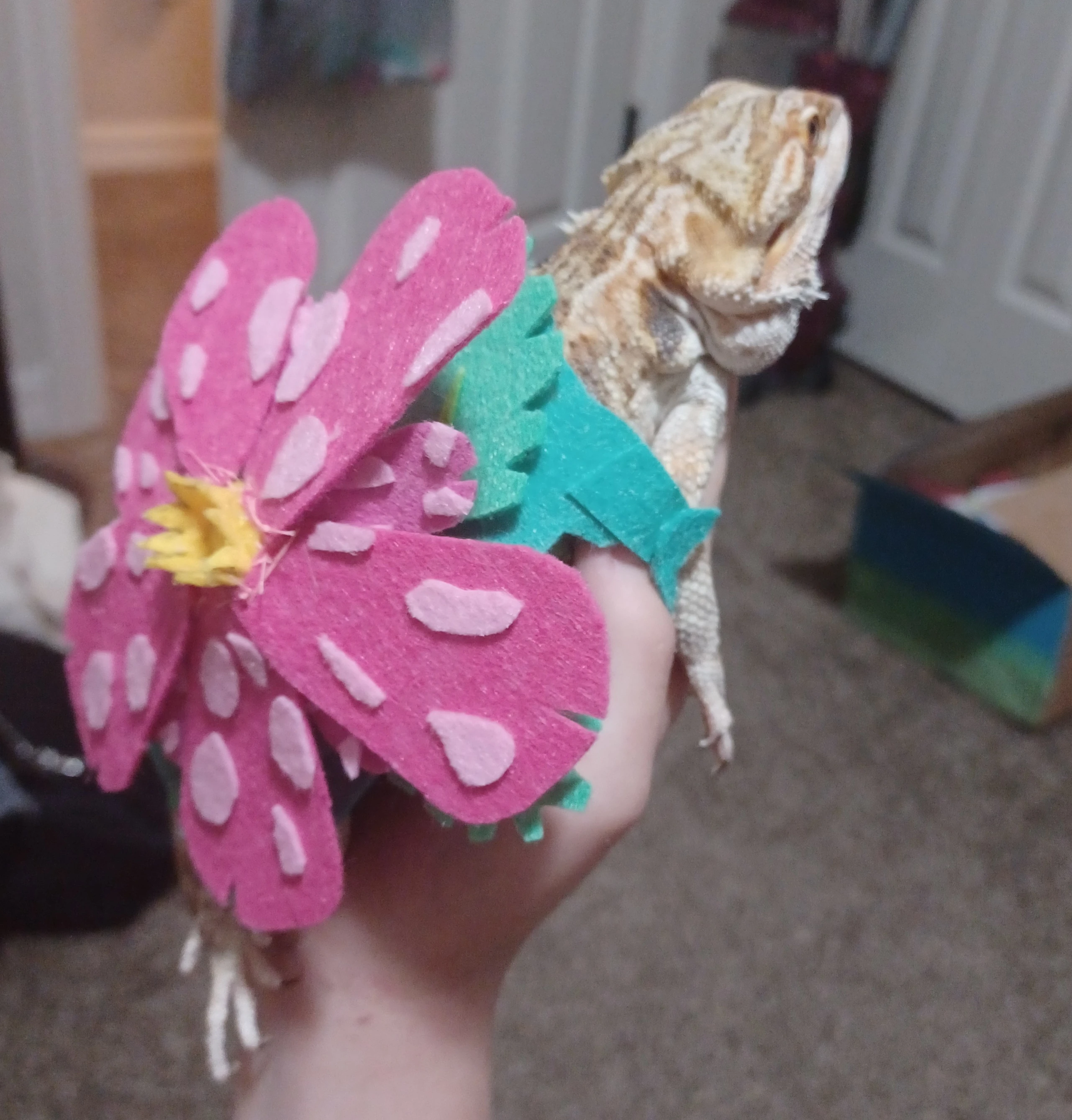 I made my bearded dragon a Halloween costume! | Fandom