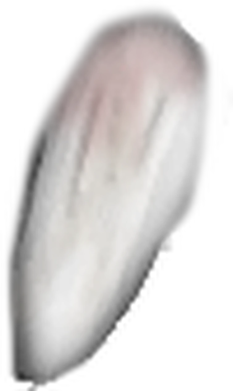 My templates i made | Fandom