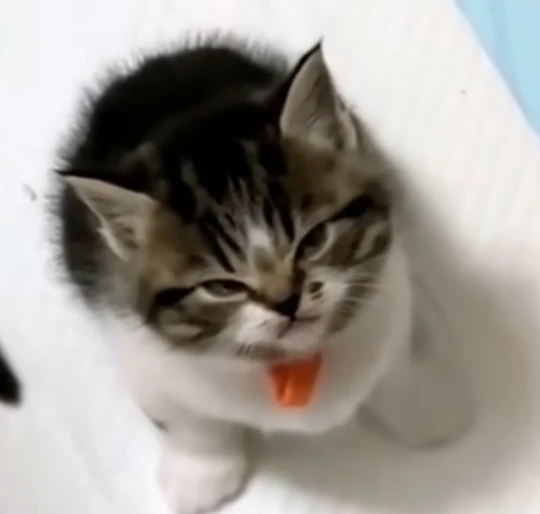 I will draw your cat ocs/aj cat pets like this | Fandom