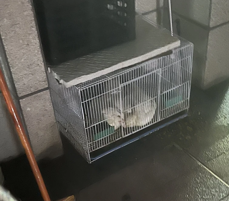 Here's Your Daily Dose Of Apple & Slapple | Fandom