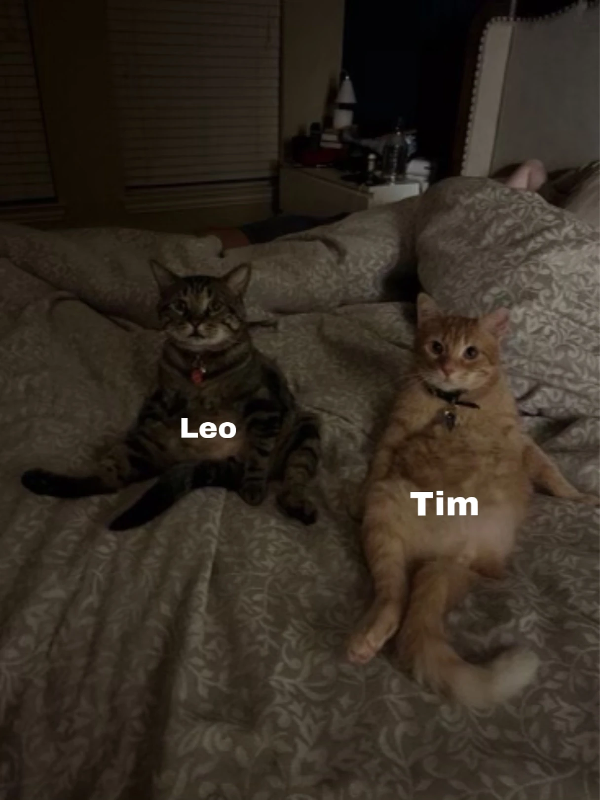 I made memes of me and some other wikians as silly little cats | Fandom