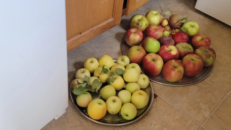 I am eating apples | Fandom