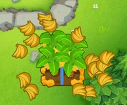 Banana Plantation (BTD6) | Bloons Wiki | Fandom