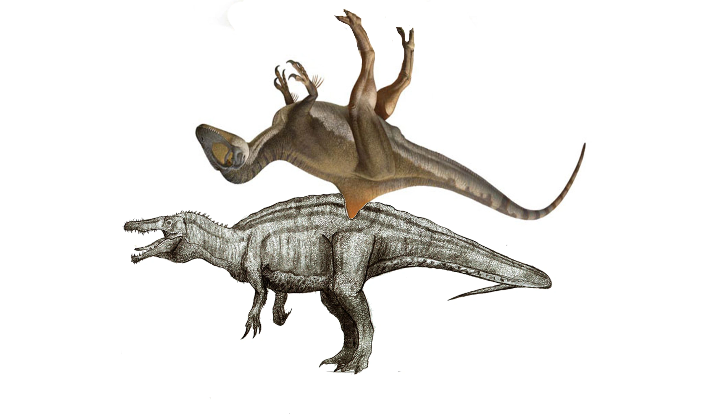 Ichthyovenator and Concavenator's spine connect | Fandom