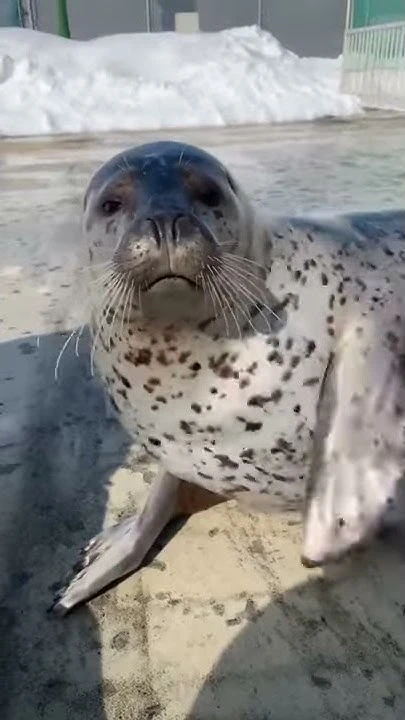 Combatants of your most wanted MU find a seal doing this | Fandom