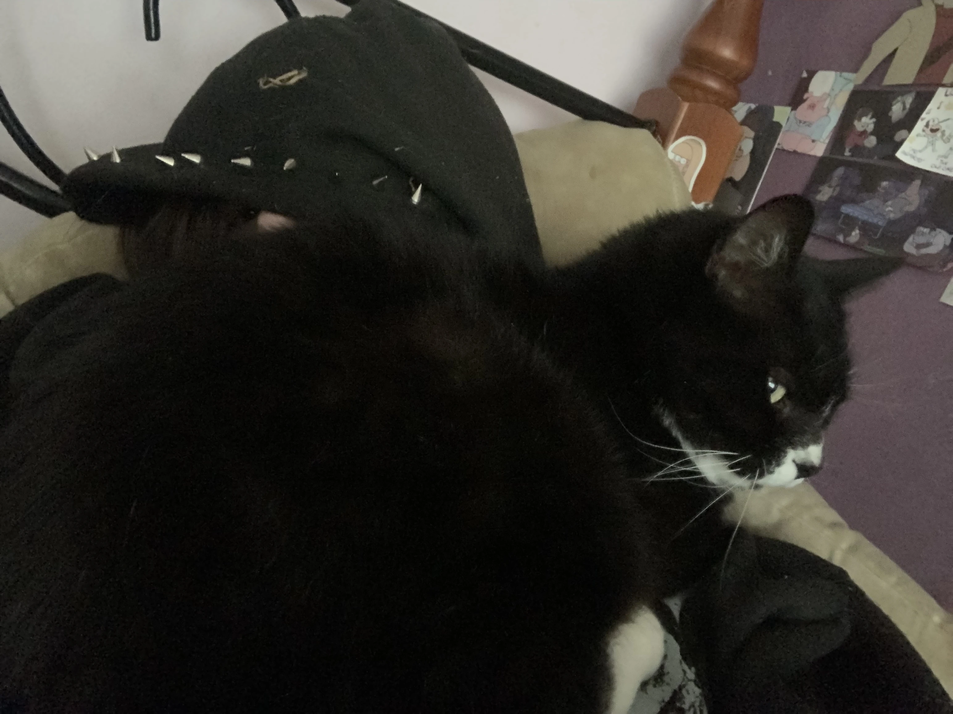 Fatass cat | Fandom