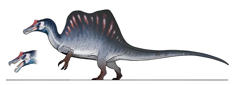 Final design of the spinosaurus for the mesozoic life project. | Fandom