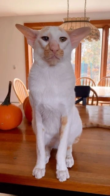 I CANT WITH THIS CAT BREED /POS | Fandom