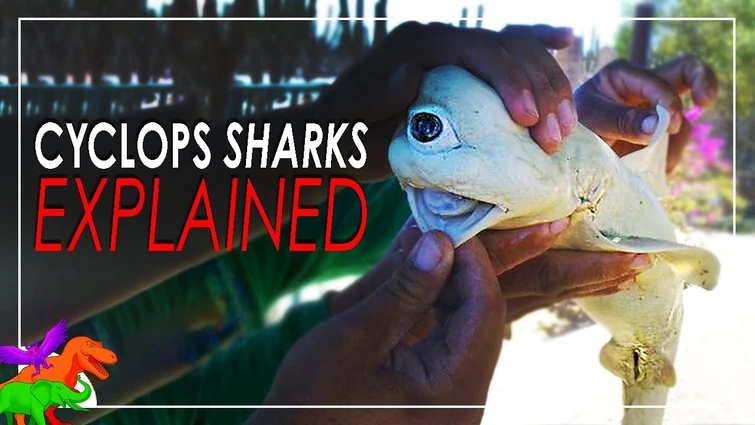 On Internet I Found Werid Shark Images | Fandom