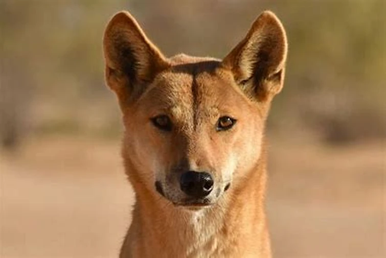 luud is starring at you | Fandom