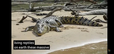 Spinofan7(saltwater crocodile) Vs vihaan mendiratta (lion) | Fandom