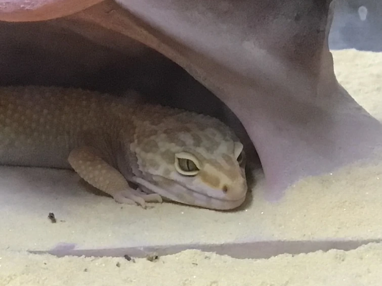 Cheeto is sad he can’t be in a Death Battle 😢. Cheer him up by giving ...