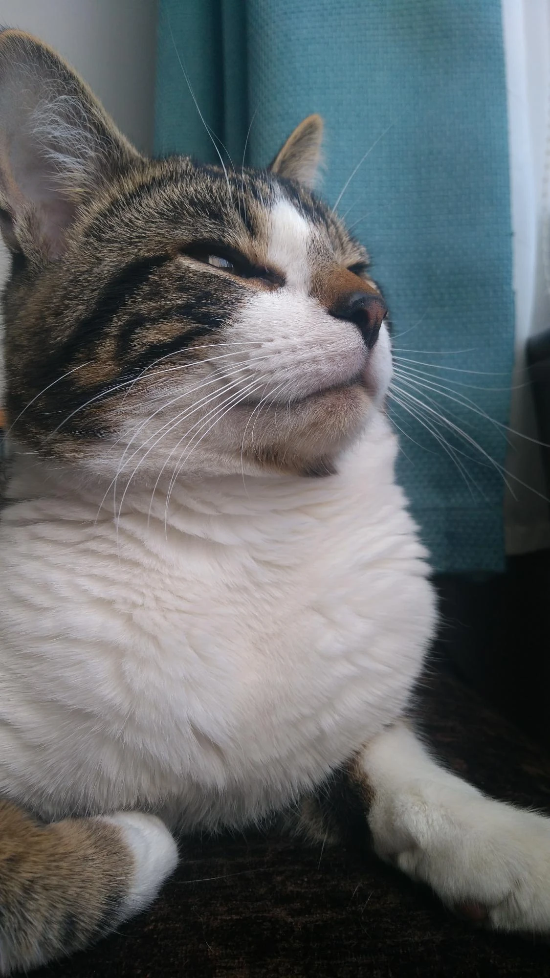 Hello. This is my majestic boi, Milo. ฅ^•ﻌ•^ฅ | Fandom