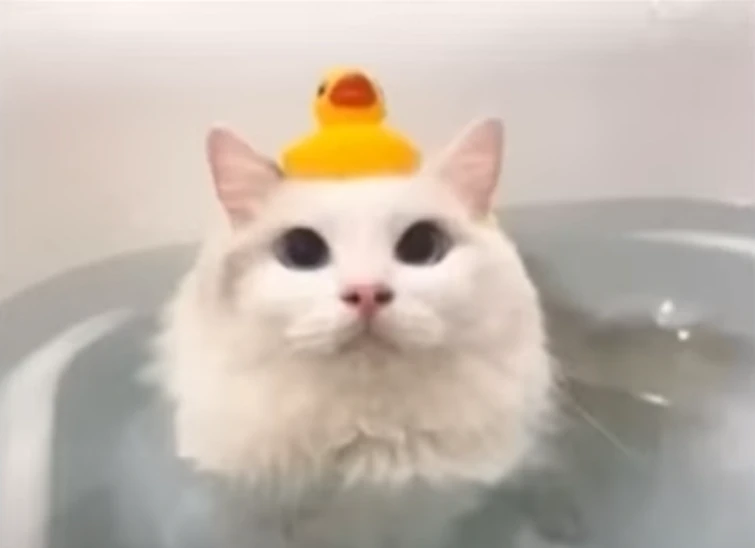 Day 5 and 6 of your daily cat images | Fandom