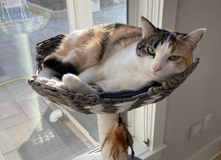 Daily Cat Image #635 | Fandom