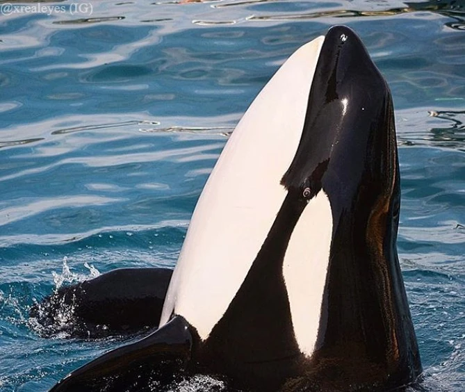 orca of the day 2/21/23 | Fandom