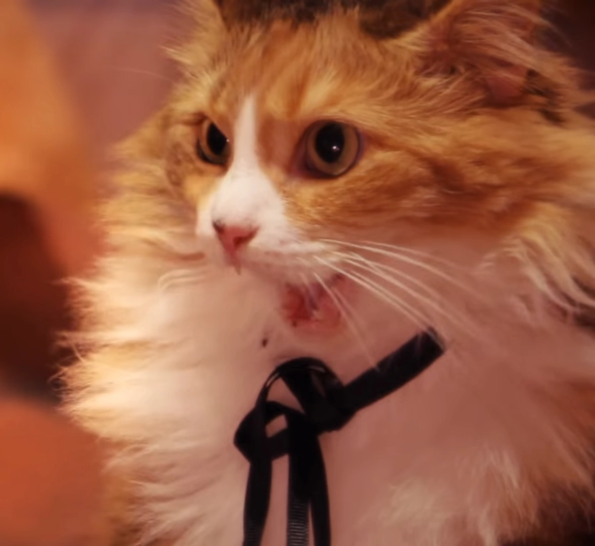 Pepper | Goodnight Moon Babblebrook Wiki | Fandom