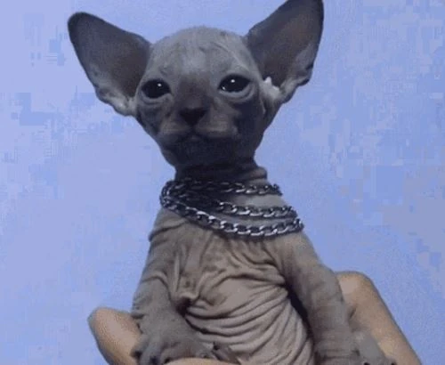 Bongus | The Babby Guava and Friends Wiki | Fandom