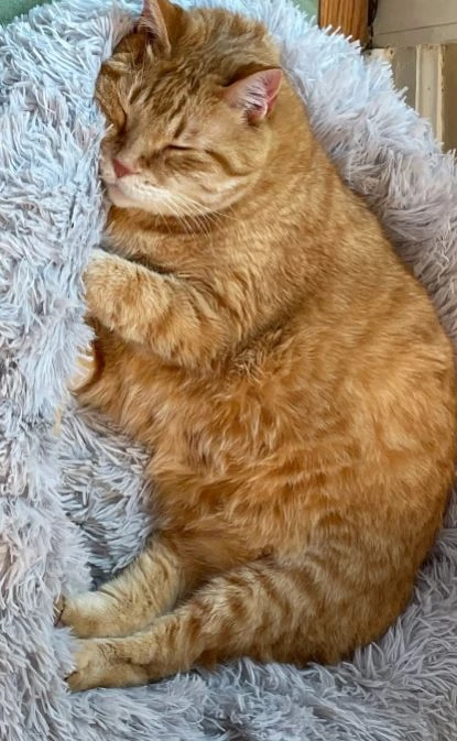 Sonford | The Babby Guava and Friends Wiki | Fandom