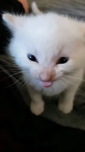 Herbert | The Babby Guava and Friends Wiki | Fandom