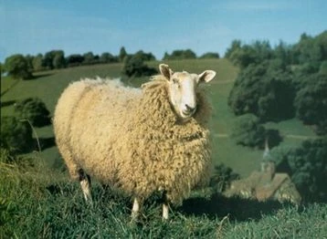Babe 1995 Sheep