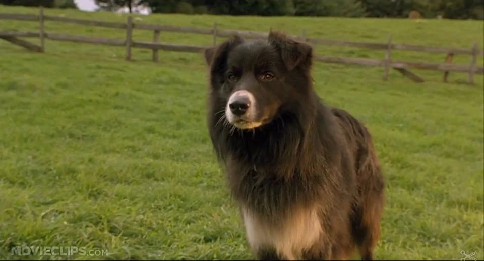 Rex | Babe Wiki | Fandom