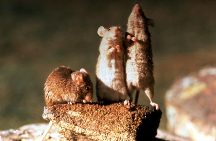 The Singing Mice | Babe Wiki | Fandom