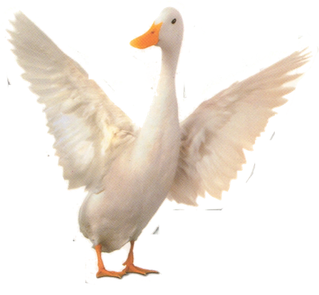 Ferdinand | Babe Wiki | Fandom