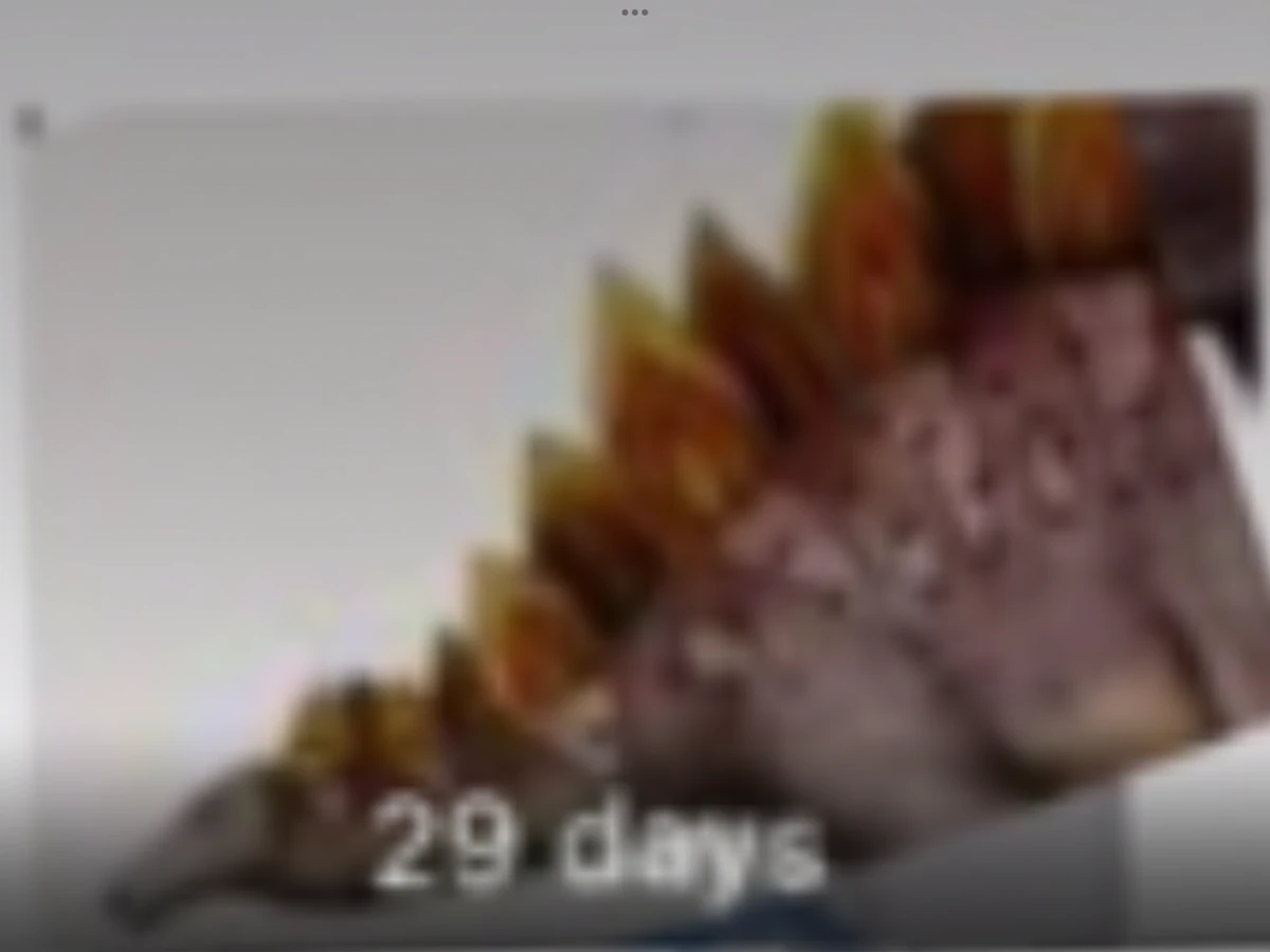 Monky the Monkonosaurus | Baby Einstein Wiki | Fandom