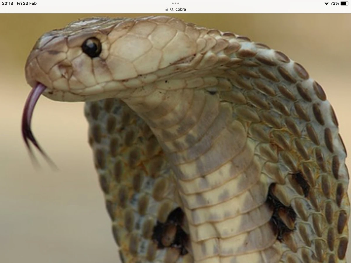 Chris the Cobra | Baby Einstein Wiki | Fandom