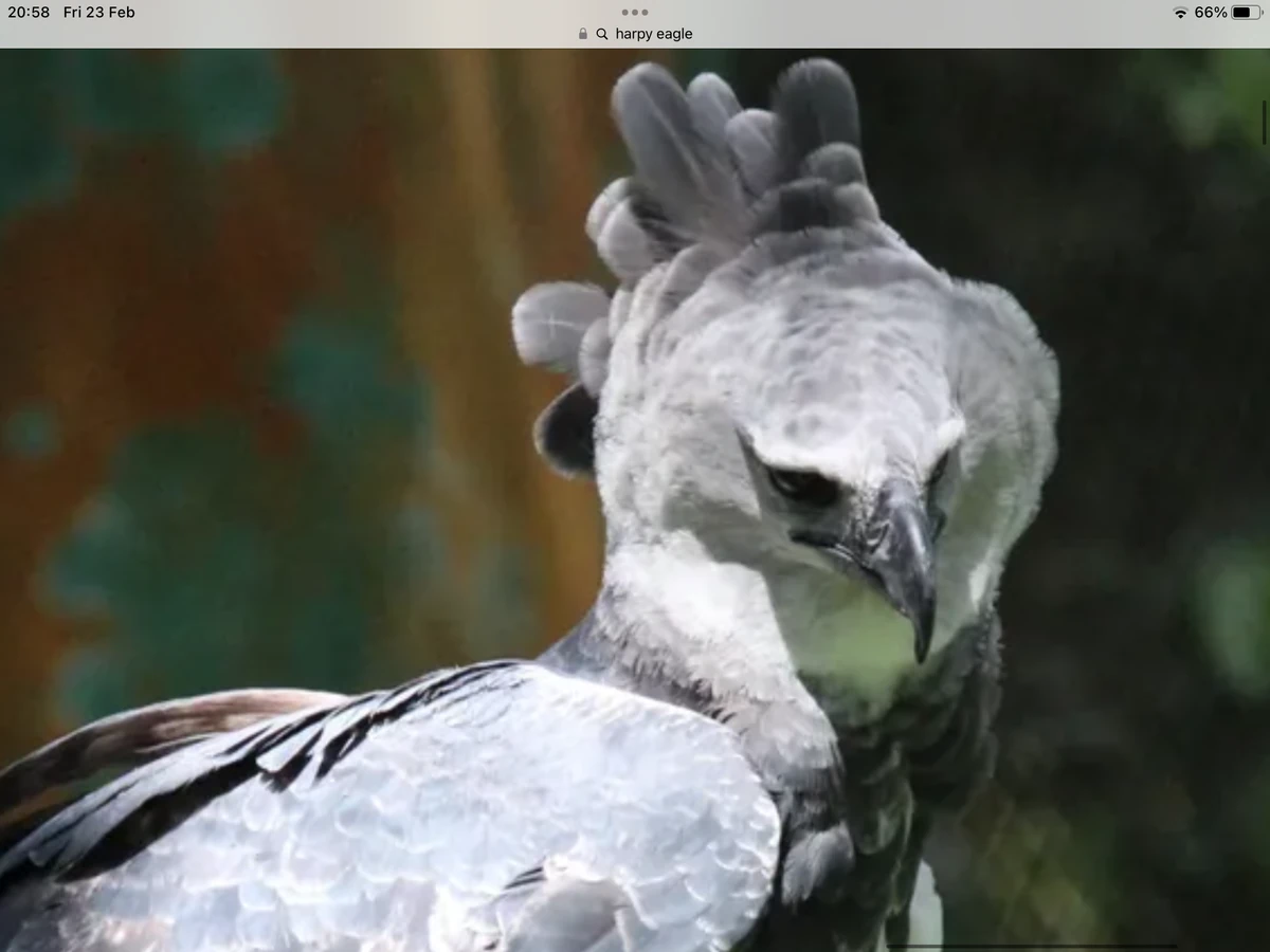 Harold The Harpy Eagle | Baby Einstein Wiki | Fandom