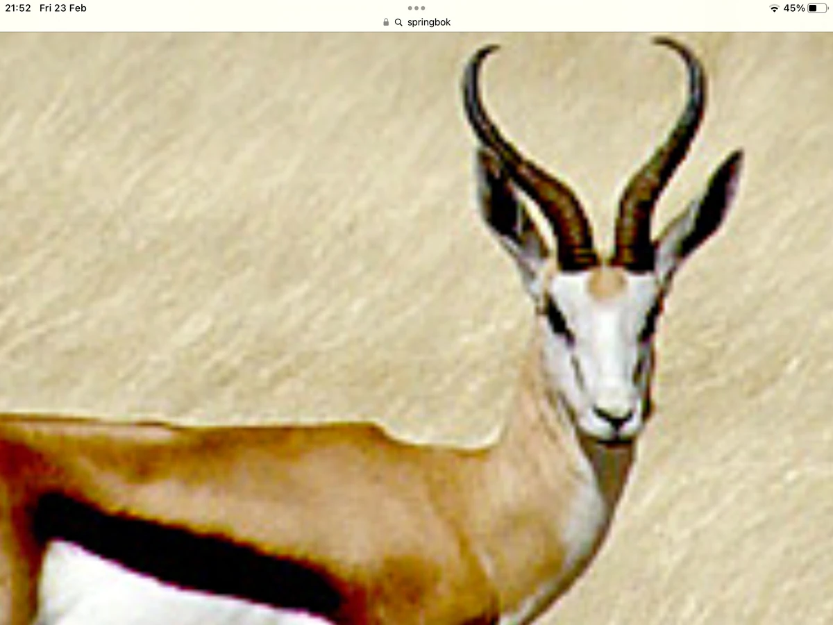 Silvia The Springbok | Baby Einstein Wiki | Fandom