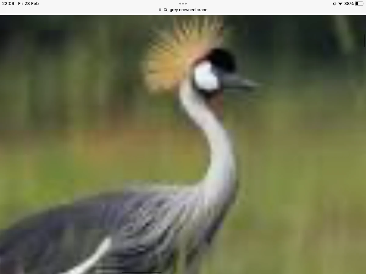 Crany the Crane | Baby Einstein Wiki | Fandom