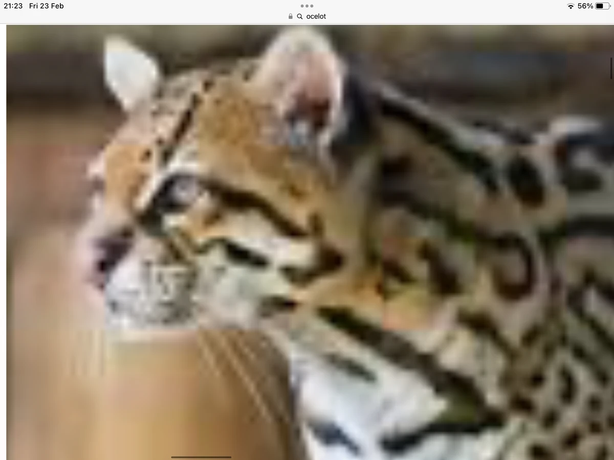 Ocy the Ocelot | Baby Einstein Wiki | Fandom