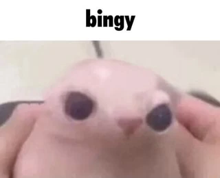 Bingy is exploring wikis, say hello to him while he is still here | Fandom