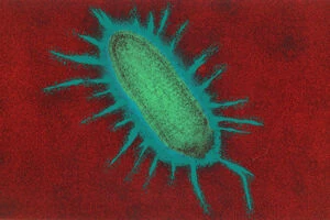 Entity 8: "Hounds" | Backrooms Database Official Wiki | Fandom