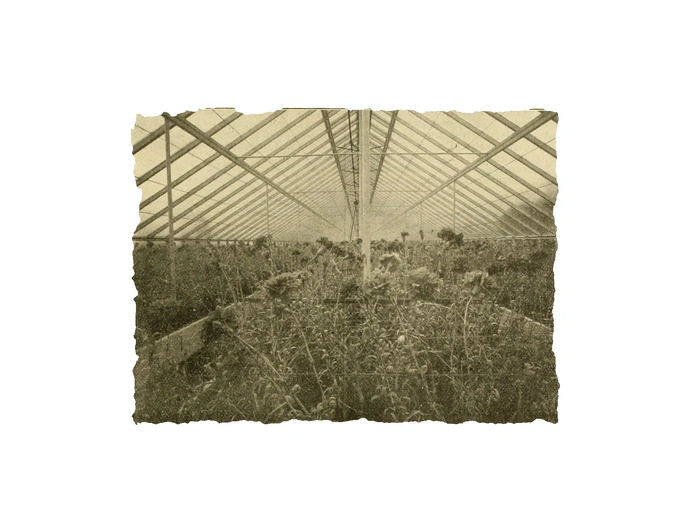 Level 13: "Vitrum Madness" | Backrooms exporers Wiki | Fandom